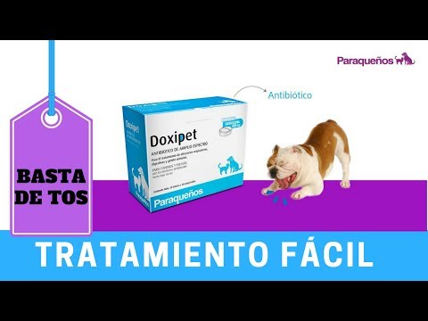 Antibioticos para Perros con Tos Perruna | CONSEJERO VETERINARIO