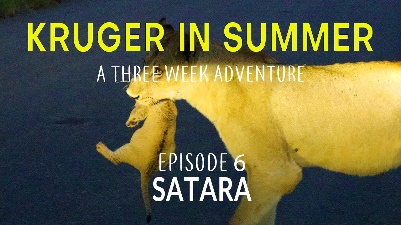 KRUGER IN SUMMER - a three week adventure - SATARA (Episode 6)
