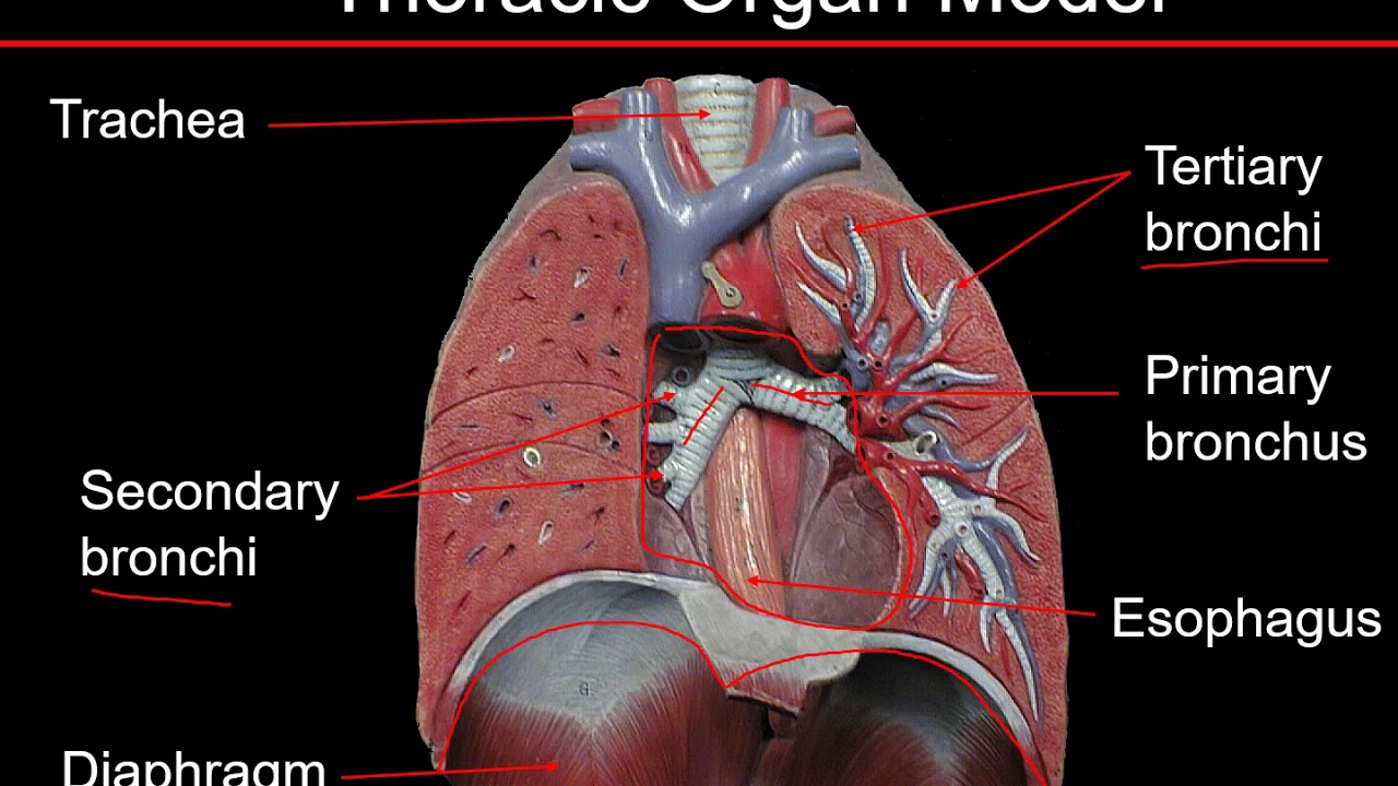 Respiratory and Digestive Tract I Lab Video