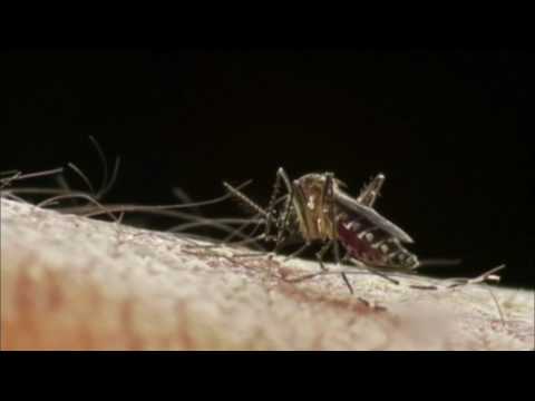 Mosquito Bite Risks