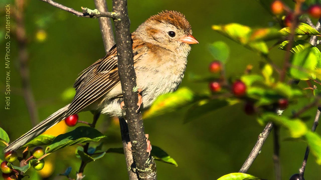 Field Sparrow Song