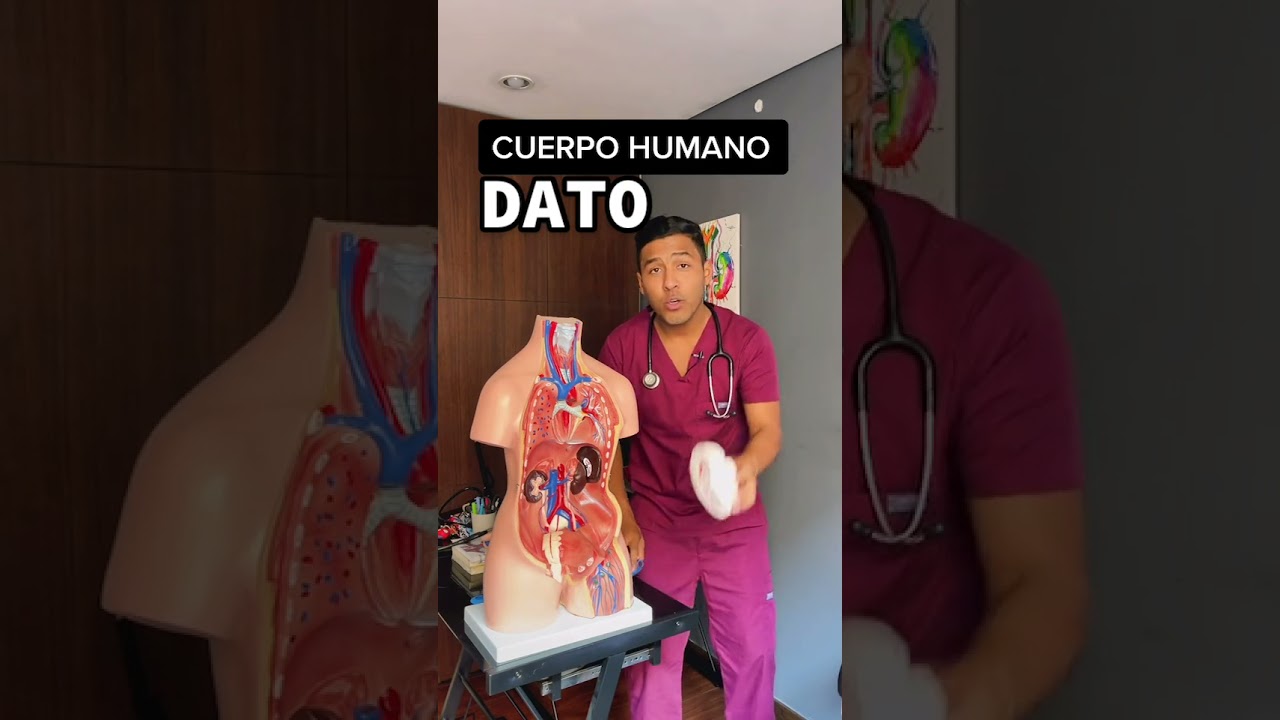 THE HUMAN BODY IS PERFECT 😏