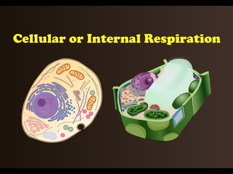 Cellular Respiration or Internal Respiration | Aerobic and Anaerobic Respiration