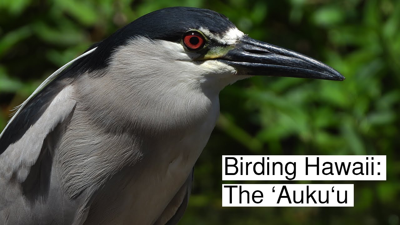 Birding Hawaii: The ʻAukuʻu (Black-crowned Night Heron)