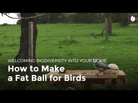 How to Make a Fat Ball for Birds | Biodiversity