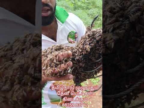 🐝 ராணி தேனீ பார்த்துவிட்டேன் 🐝 முகத்தில் தேனீக்களை வைக்கும் வீடியோ#part 4...#kamalahoneybeefarm#