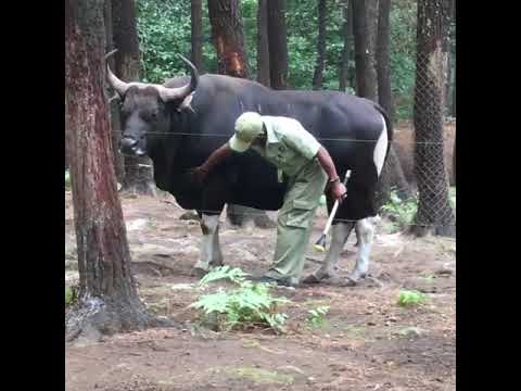 SAPI BALI TERBESAR DI INDONESIA