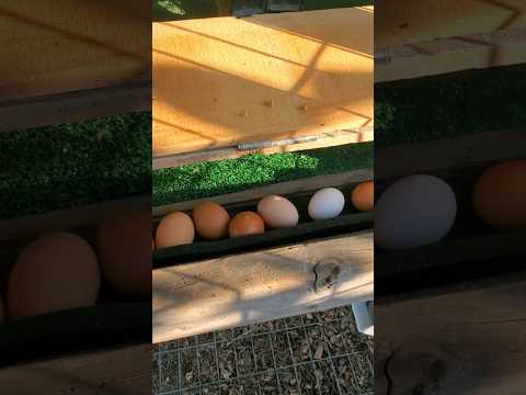 DIY roll away EGG SYSTEM!