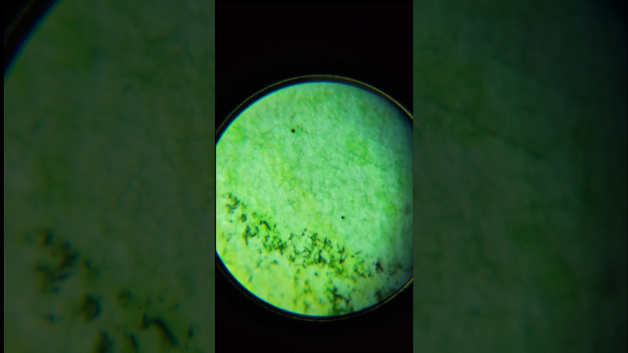 Art under a microscope! 💛🌱🌷🐸🔬#scientificillustration #microscope #natureart #artandscience