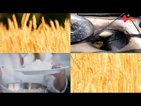 Which one is best staple food for you: Rice or Chapati?