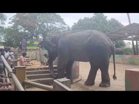 Elephant 🐘 camp dubare reserve forest.
