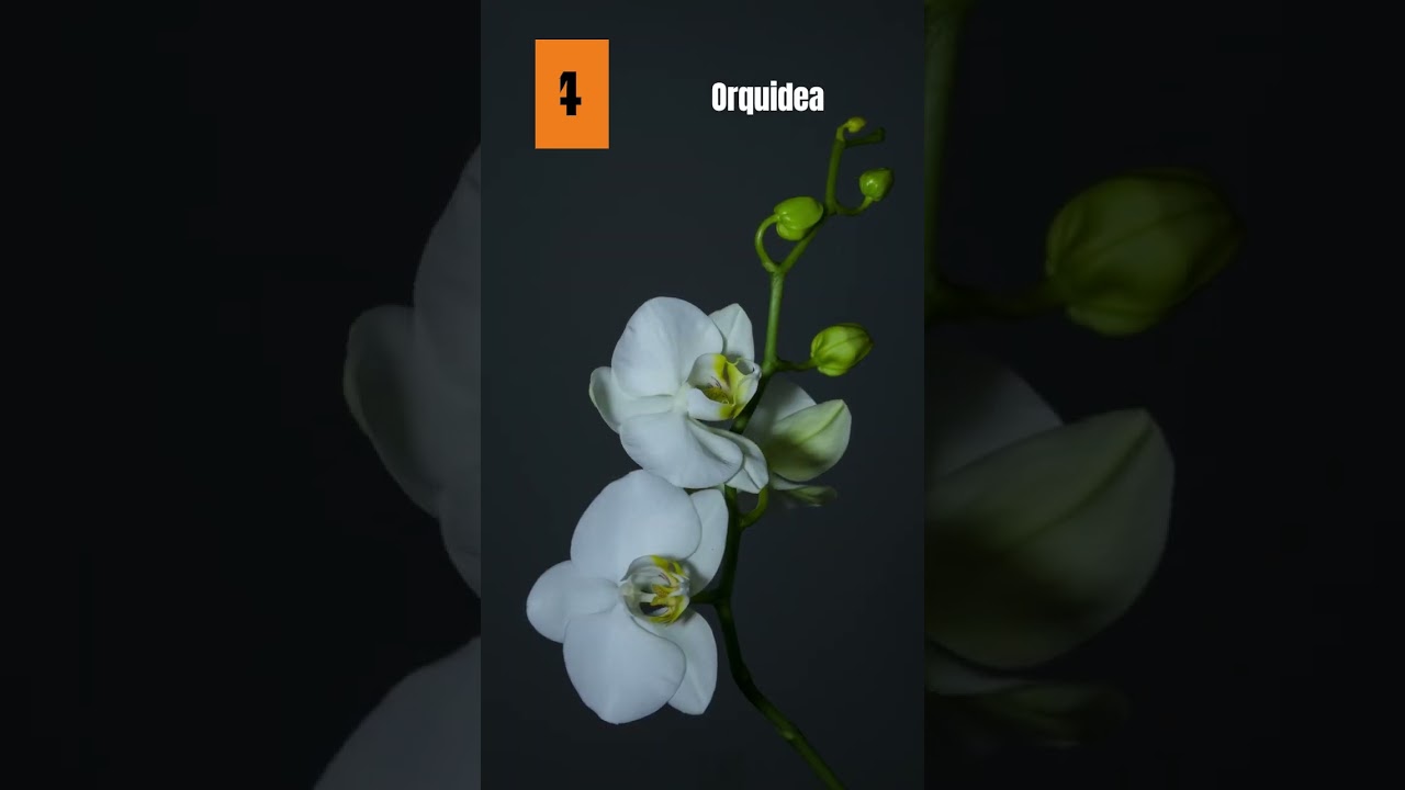 The 10 most beautiful flowers in the world