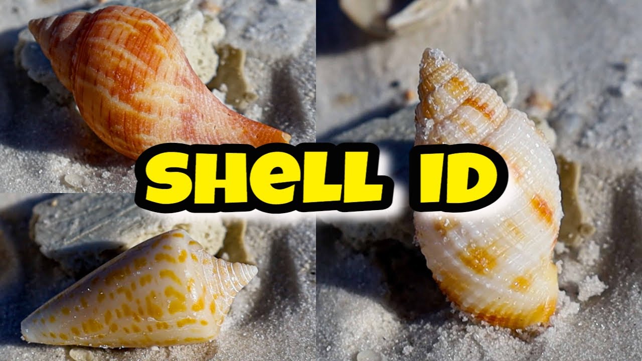 Virtual SHELL IDENTIFICATION - Florida Seashells