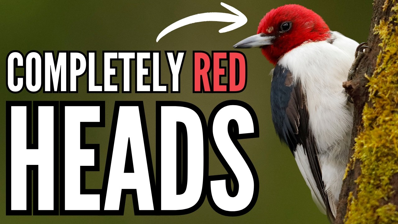 7 UNIQUE Facts About the Elusive Red-Headed Woodpecker