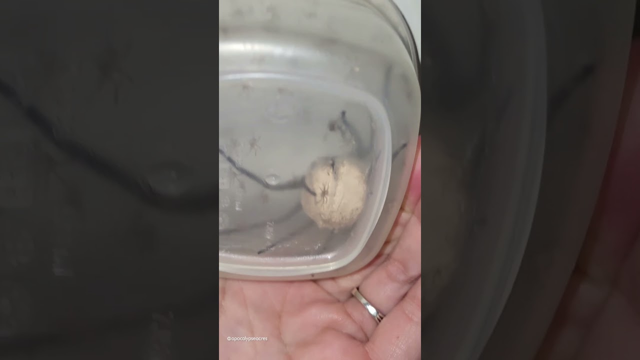 Gigantic Spider Egg Sac Bursts! 🕷🕸