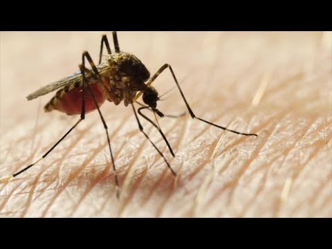"They're everywhere": Collier County battles worst mosquito wave in nearly a decade