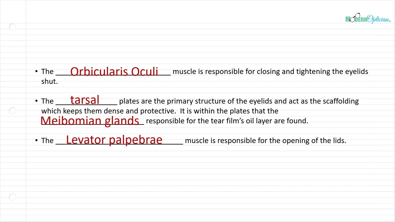 Optician Training: The Eyelids (Ocular Anatomy Lecture 15)