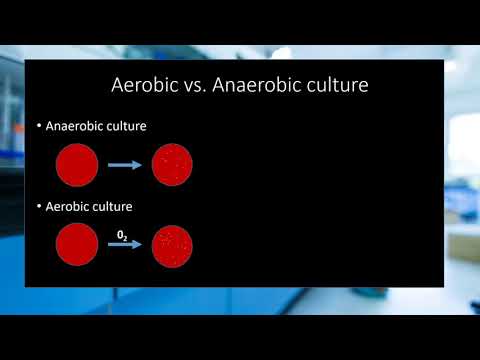 Facultative Anaerobes