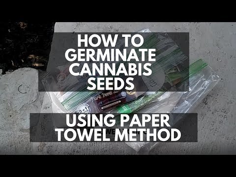 How to Germinate Cannabis Seeds Using The Paper Towel Method