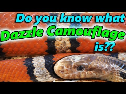 The 6 Types of Camouflage and Mimicry (as seen in reptiles)