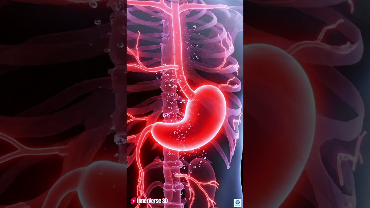 What Happens Inside Your Body When Drinking Coke 🥤 | InnerVerse 3D