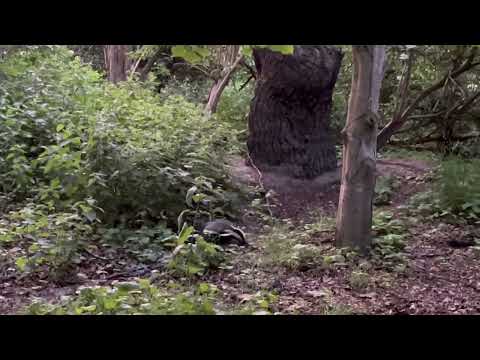 TEMPLE BALSALL BADGERS, 31ST MAY 2025...