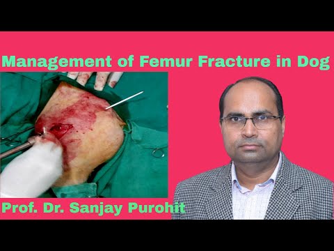 Management of Femur Fracture in Dog (Surgical Procedure L 1) by Prof. Sanjay Purohit #IMP #fracture