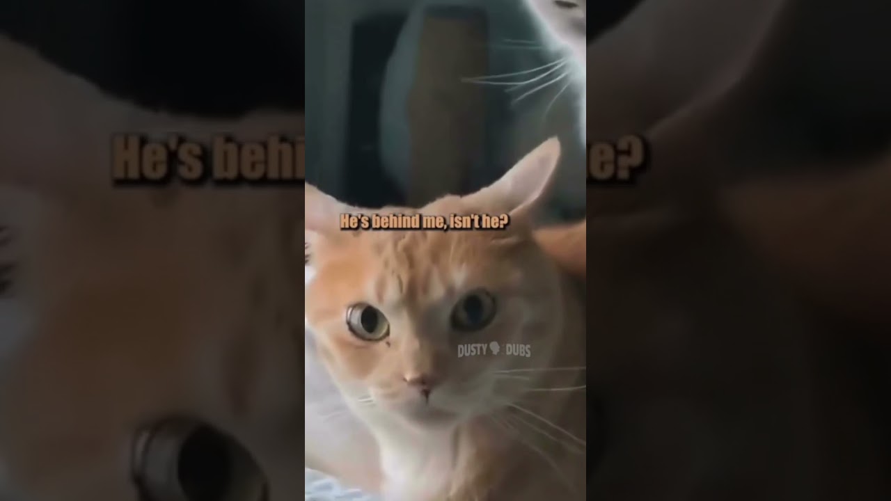 He’s behind me,isn’t he?😰