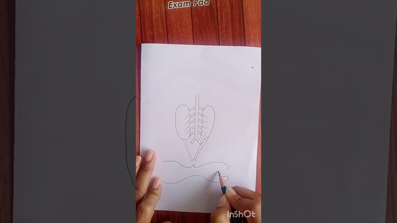 Diagrammatic representation of internal organs of frog showing complete digestive system
