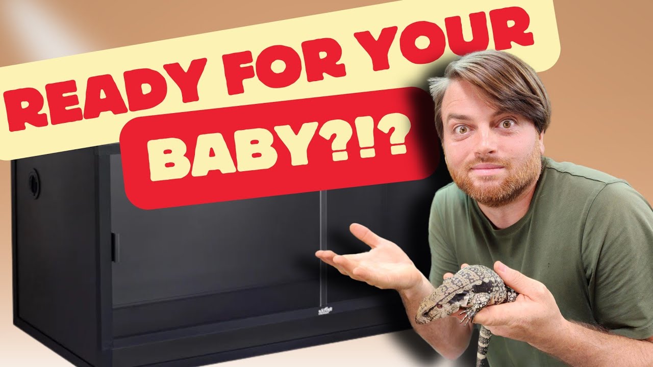 How to be Ready for Your Baby Tegu