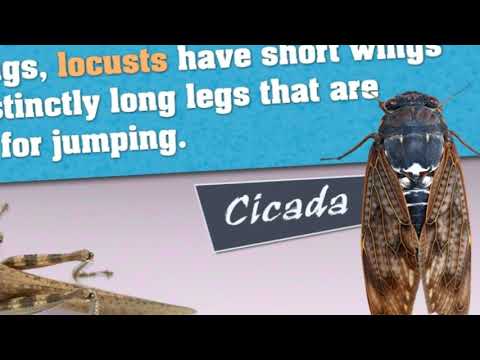 A Comparison Between Locusts And Cicadas to Help You Identify Them