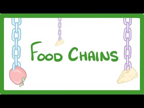 Food Chains and Food Webs Video Lecture - Biology for GCSE/IGCSE - Class 10