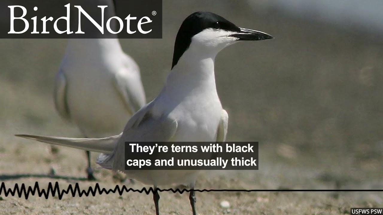 Gull-billed Tern