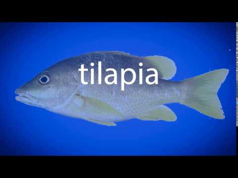 How to pronounce tilapia