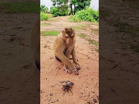 lovely Animals Are Famous, Best SokYaa Video #shorts