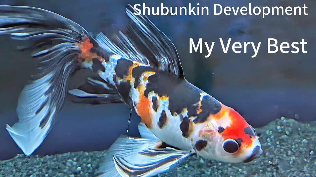 Shubunkin Development: My Best Quality Shubunkin Goldfish of 2024 / What to look for.