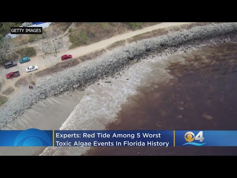 Experts: Red Tide Among 5 Worst Toxic Algae Events In Florida's History