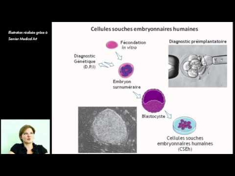 Cellules souches induites à la pluripotence (iPS) vs cellules souches pluripotentes humaines