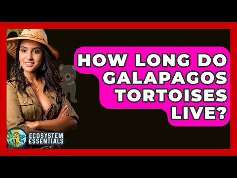 How Long Do Galapagos Tortoises Live? - Ecosystem Essentials