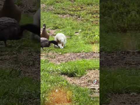 What rhymes with duck? #duckduckgoose #ducklover