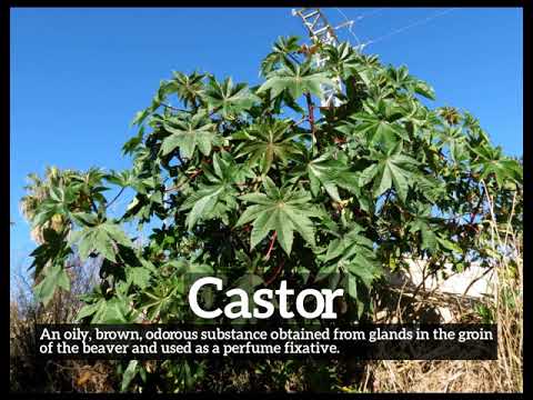 How Does Castor Look? | What is Castor? | How to Say Castor in English?