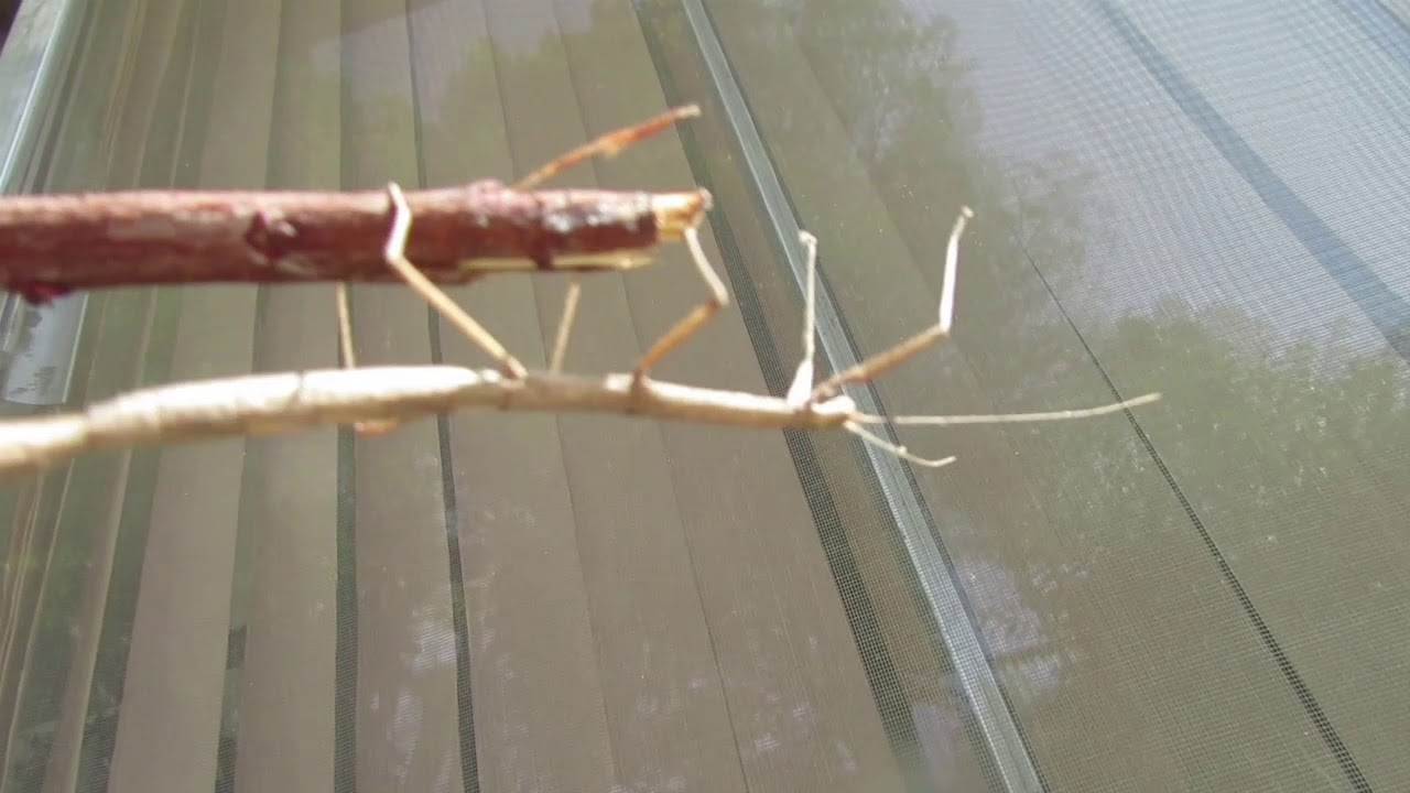 Pitbull Meets Stick Insect -  Indian walking stick insect, Carausius morosus