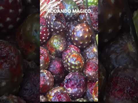 La fruta del dragón Mexicana Pitaya