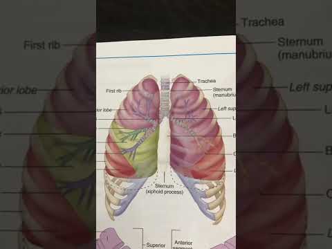 Medical Word of the Day (#15)