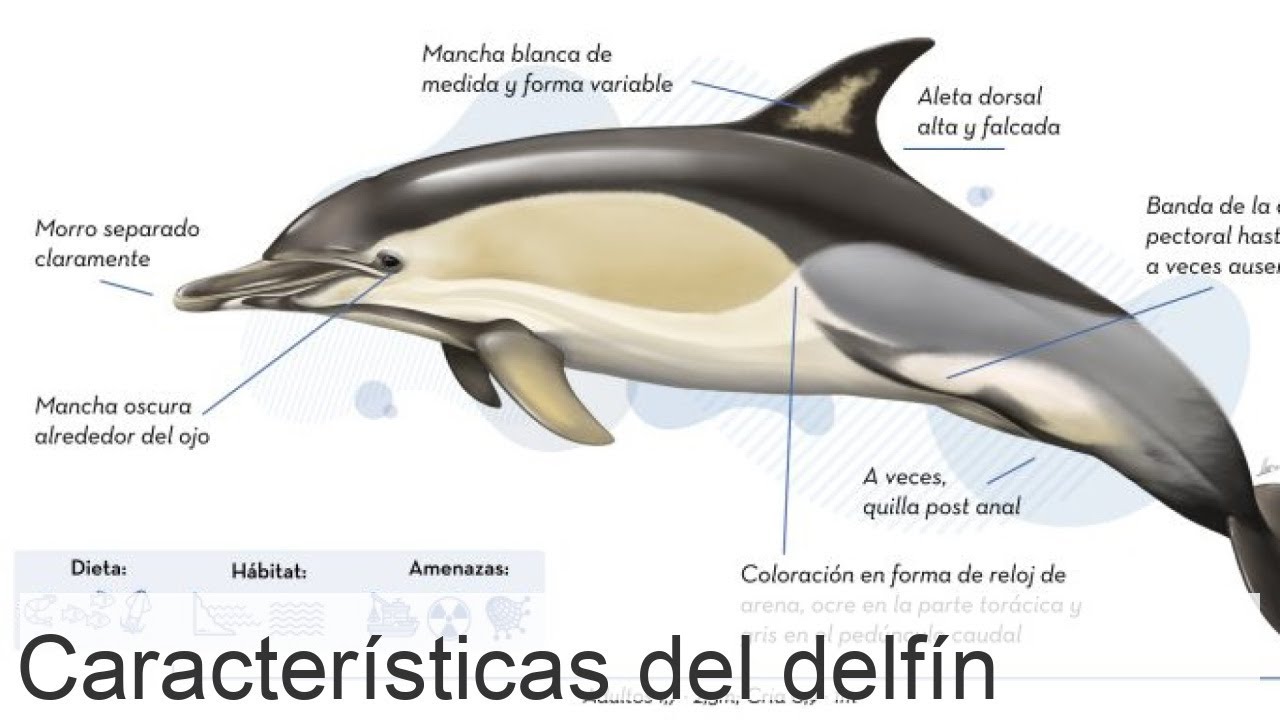 +10 Características del delfín - Anatomía, comportamiento y comunicación