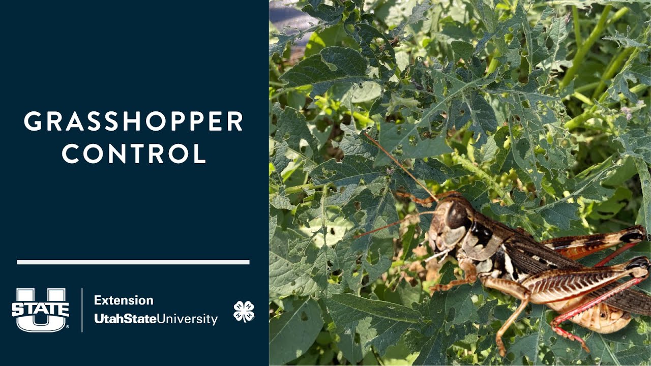 Grasshopper Control