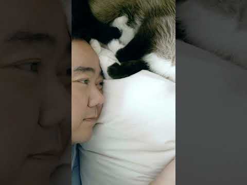 Why do cats imprint on you?