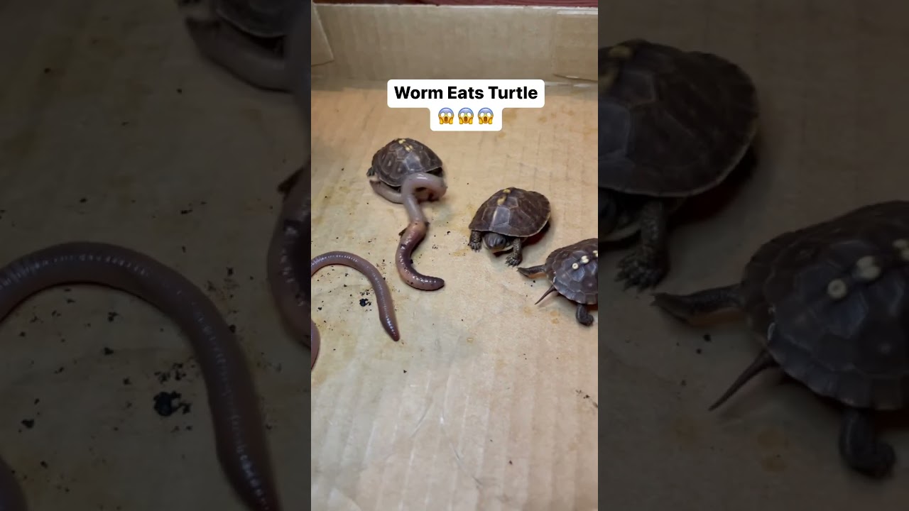 Have you ever seen a Worm eating a Turtle?🥵 #easternboxturtle #shortvideo