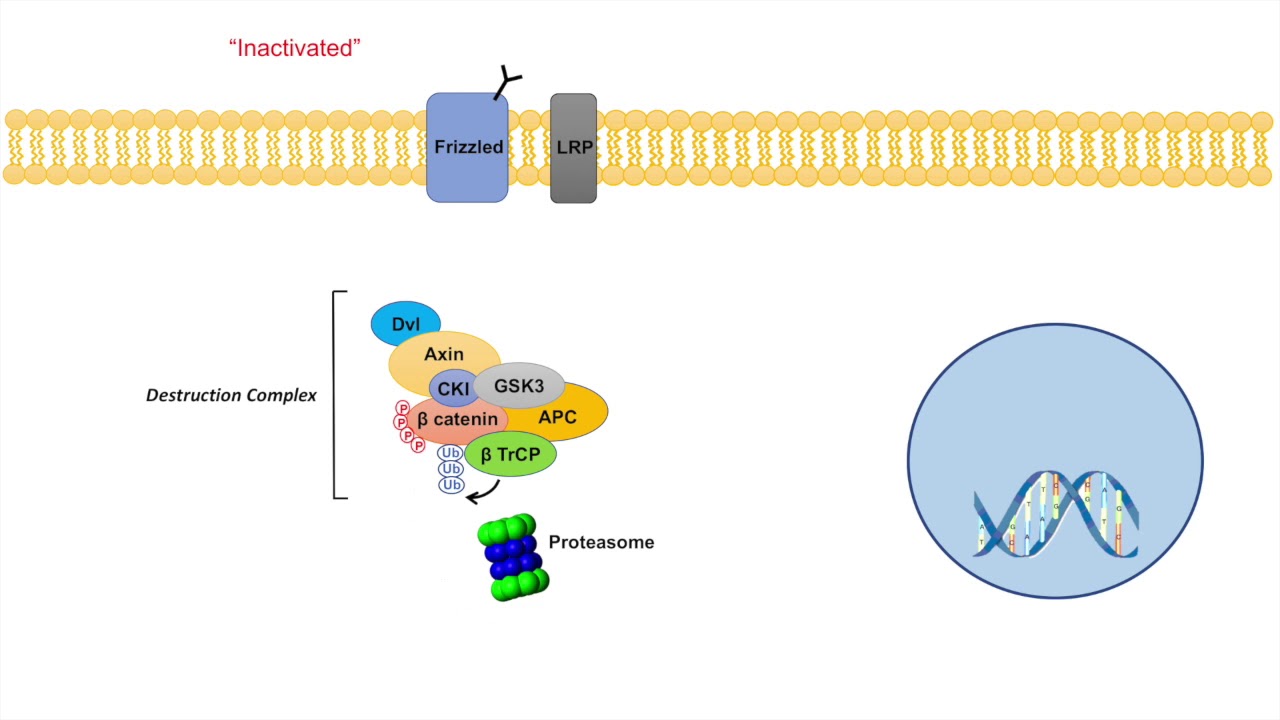 Wnt/β-Catenin Signaling Pathway | Overview, Purpose and APC Mutations