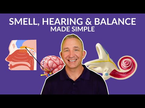 Special Senses Part 1: Olfaction (Smell), Hearing, and Balance/Equilibrium